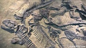 Were Dinosaurs Real? Using Fossils To Uncover The Past