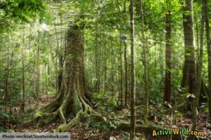 What Is A Tropical Rainforest? Definition, Location, Pictures And Facts