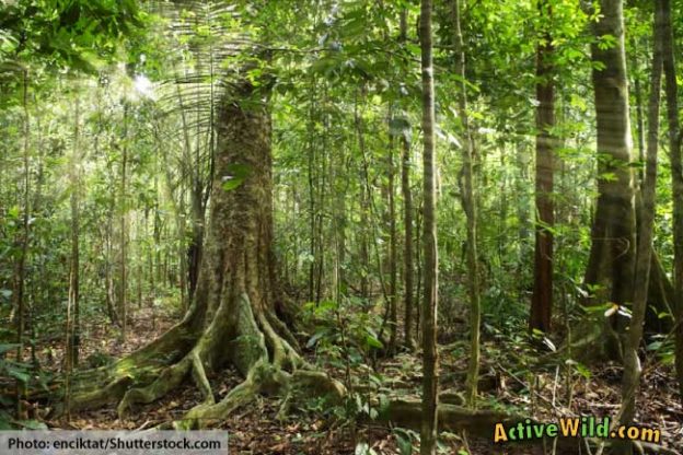 What Is A Tropical Rainforest? Definition, Location, Pictures And Facts