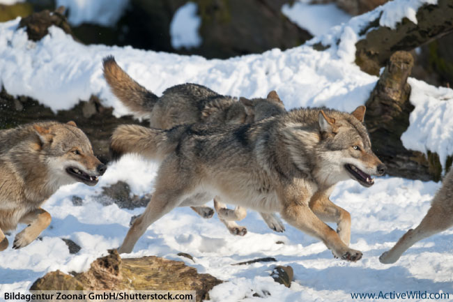 Grey Wolf Pack Hunting