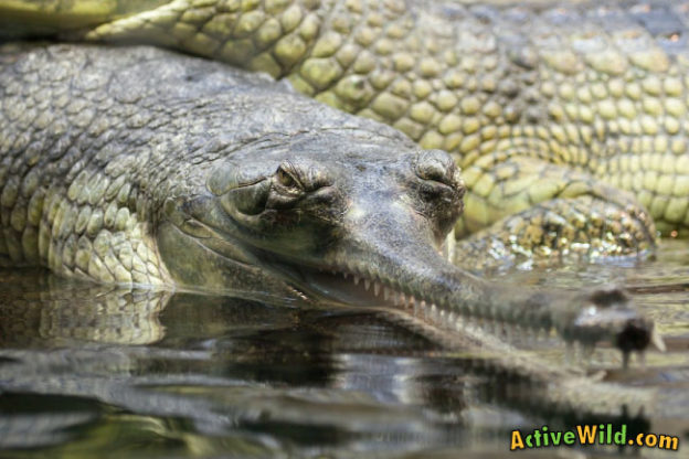Gharial Facts For Kids & Adults: Pictures, Information & Video