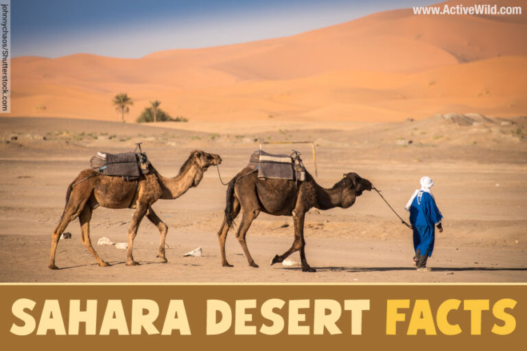 Sahara Desert Facts, Pictures: Discover The World's Largest Desert