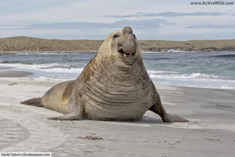 Types Of Seals: List Of All Seal Species With Pictures & Facts ...