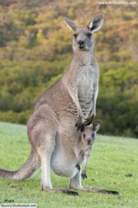 Red Kangaroo Facts For Kids & Adults: Pictures, Information & Video