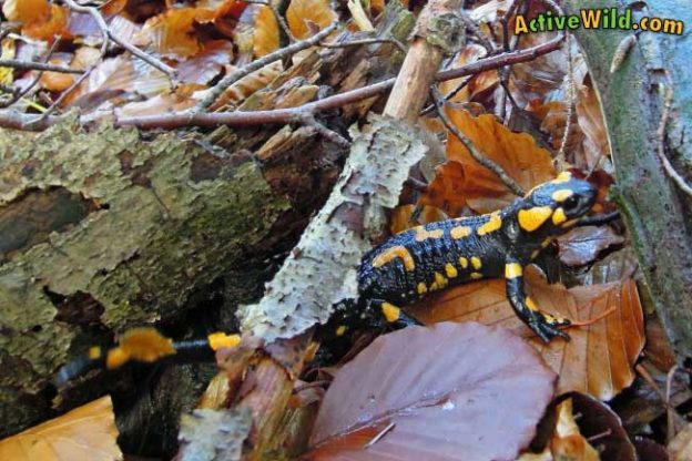Fire Salamander Facts For Kids & Adults: Pictures, Information & Video