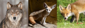 Animal Classification For Kids And Students: How We Make Sense Of The ...