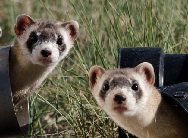 Black Footed Ferret Facts: Discover An Endangered American Mammal.