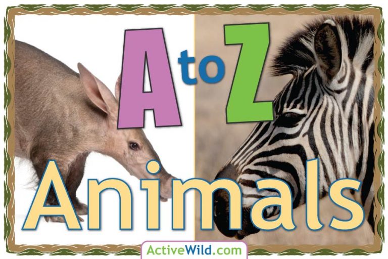 A to Z Animals List For Kids With Pictures & Facts. Animal a-z Information