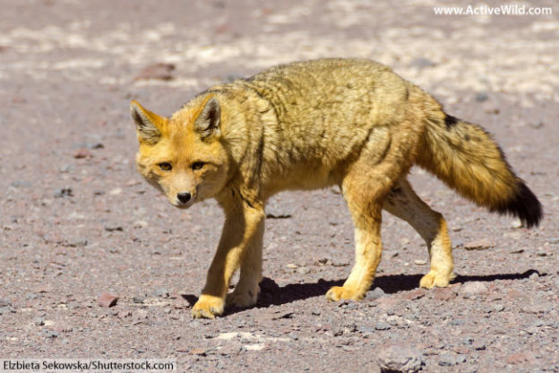 Foxes: Fox Facts, Different Types Of Foxes With Pictures