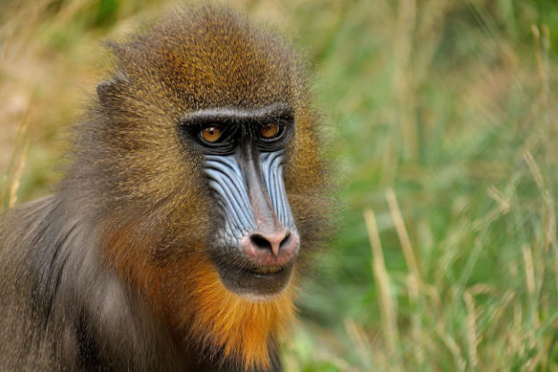 Mandrill Facts, Pictures & Video. Learn All About The Biggest Monkey In ...
