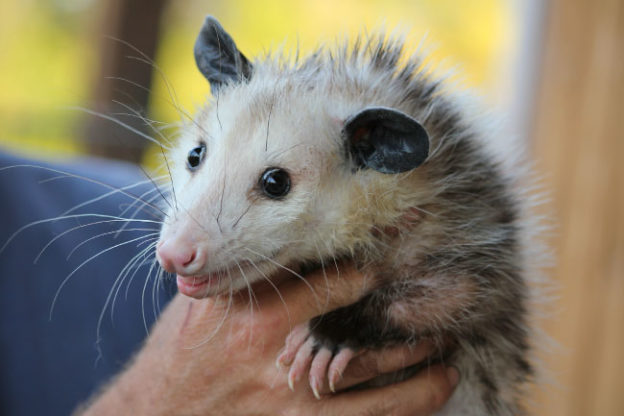 Virginia Opossum Facts Pictures Video Information The Only