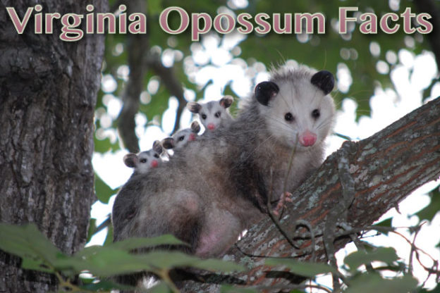 Virginia Opossum Facts, Pictures, Video & Information. The Only ...