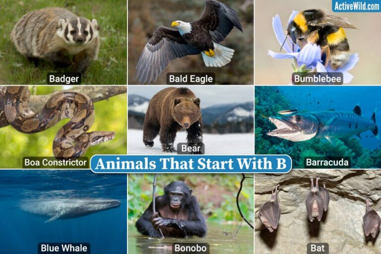 Animals That Start With B: List With Pictures & Interesting Facts