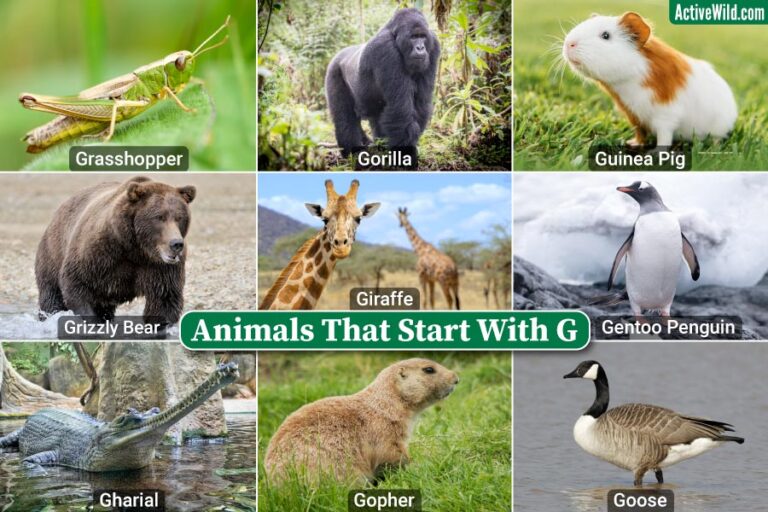 Animals That Start With G List With Pictures Interesting Facts Animals That Start With G List With Pictures Interesting Facts