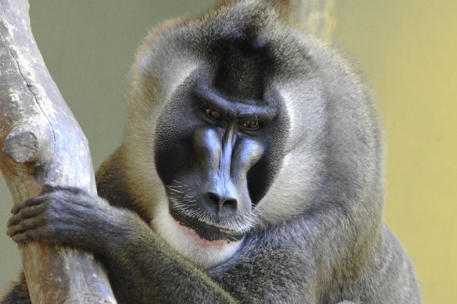Animals That Start With D List With Pictures And Facts Find Animals Animals That Start With D List With Pictures And Facts Find Animals