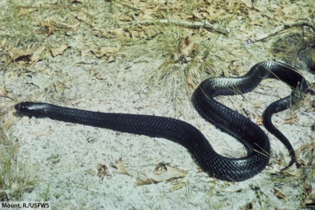 Animales que empiezan por I: Lista Con Fotos, Datos e Información | NCGo