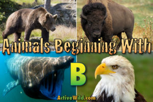 Animals That Start With B: List With Pictures & Interesting Facts
