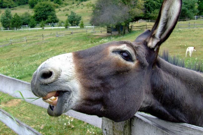Animals That Start With D List With Pictures And Facts Find Animals Animals That Start With D List With Pictures And Facts Find Animals