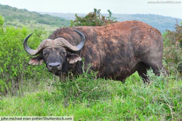Water Buffalo Facts: Discover An Important Asian Domestic Animal