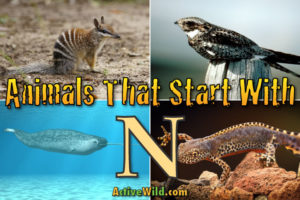 Animals That Start With N, List With Pictures & Interesting Facts