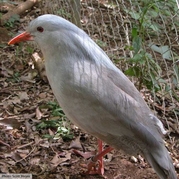 Weird Birds Pictures & Facts – The World's Strangest Bird Species