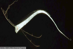 Weird Fish List With Pictures & Facts: The World's Weirdest Fish