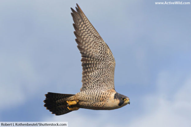 Amazing Birds List With Pictures & Facts: The Incredible World Of Birds