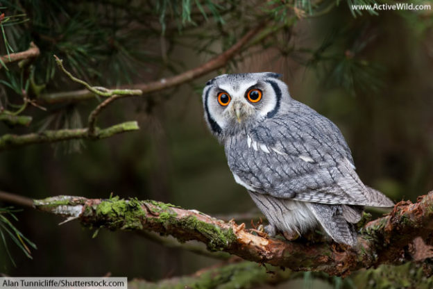 Bird Eyesight: How Good Are A Bird's Eyes?
