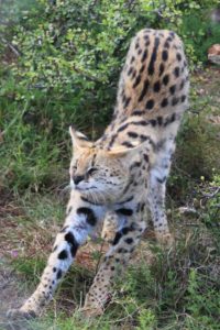 Serval Facts, Pictures, Video & In-Depth Information For Kids & Adults
