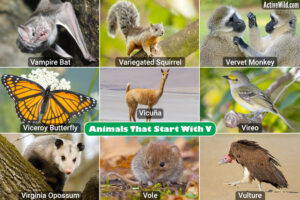 Animals That Start With V: List Of Amazing Animals Beginning With V