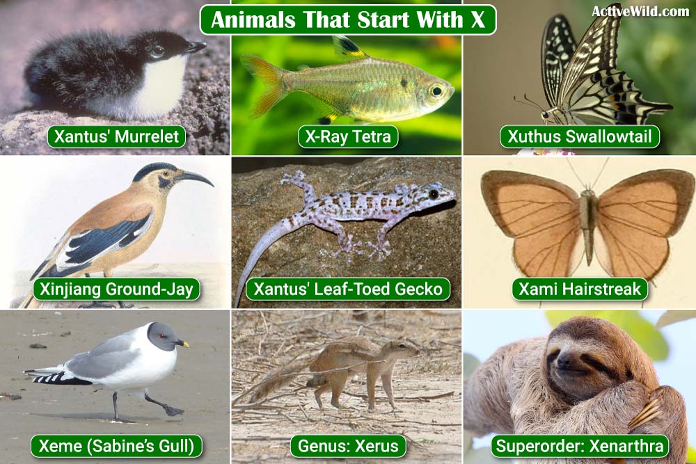 Animal Qui Commence Par Un X AUTOMASITES Animal Qui Commence Par Un X AUTOMASITES