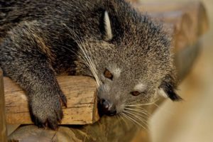 Binturong Facts, Pictures & In-Depth Information For Kids & Students