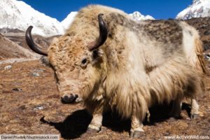 Wild Yak Facts For Kids & Adults. Discover An Amazing Tundra Animal!