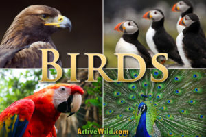 Birds Facts, Pictures & Information: The Ultimate Guide To Birds & Bird ...