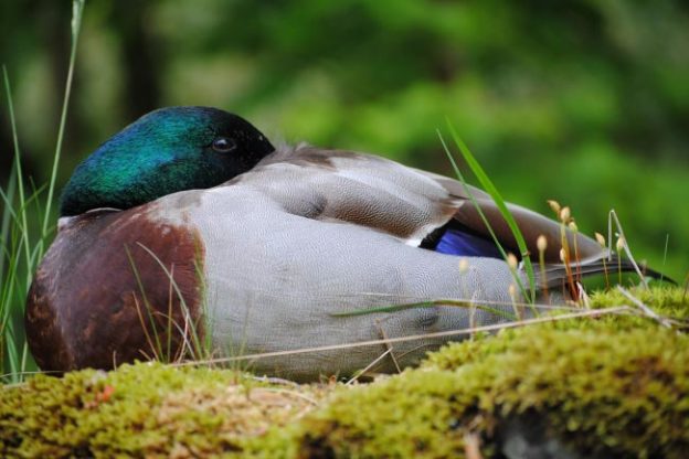 Bird Eyesight: How Good Are A Bird's Eyes?