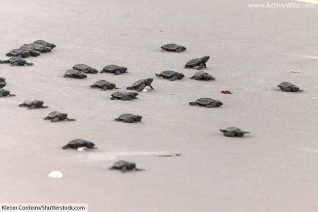 Hawksbill Sea Turtle Facts, Pictures & Information: Critically Endangered