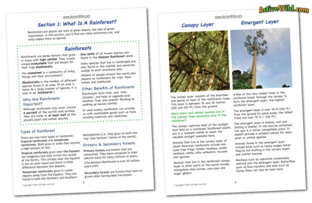 Printable Rainforest Worksheets for Kids (2-Worksheet PDF Bundle)