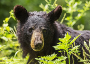 What Is An American Black Bear? Facts, Pictures, Life-Cycle, Diet & More