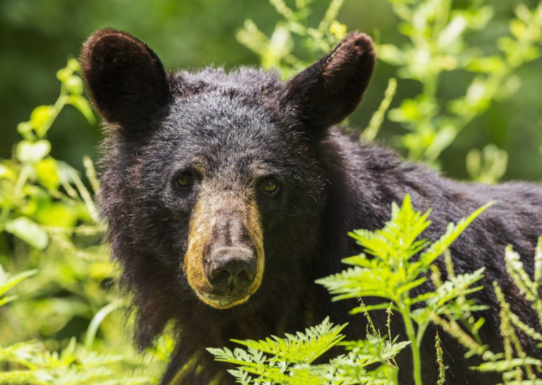 What Is An American Black Bear? Facts, Pictures, Life-Cycle, Diet & More