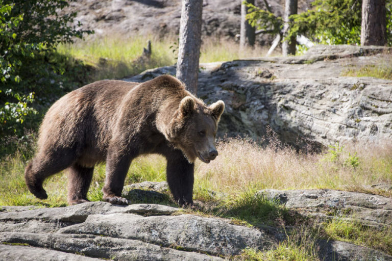 Brown Bear Information, Pictures, Video & Facts. What Is A Brown Bear?