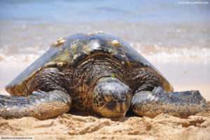 Green Sea Turtle Facts, Pictures & Information For Kids & Adults