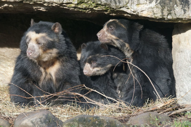 Spectacled Bear Information, Pictures, Facts & Video