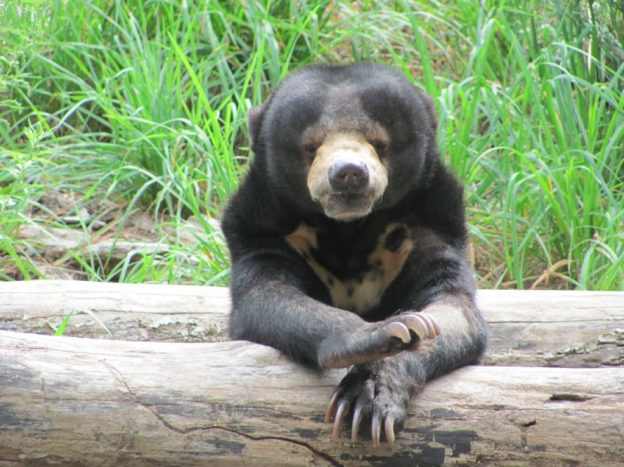 Sun Bear Information, Facts, Video & Pictures For Kids & Adults