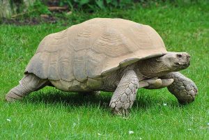 African Reptiles List, Pictures & Facts: Amazing Reptiles Of Africa
