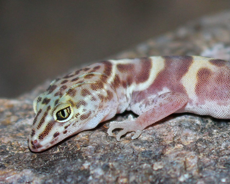 North American Reptiles List With Pictures & Facts: Reptiles of the USA