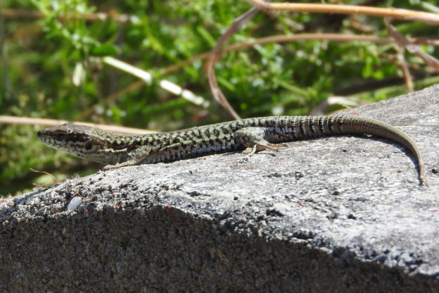 British Reptiles List, Pictures & Facts: Includes Every Reptile In The UK