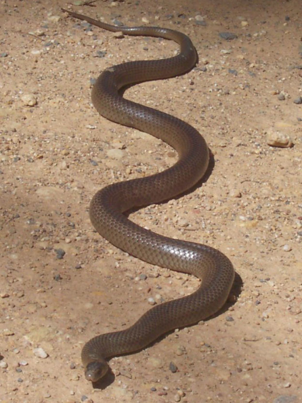 Australian Reptiles List, Pictures & Facts: Amazing Reptiles Of Australia