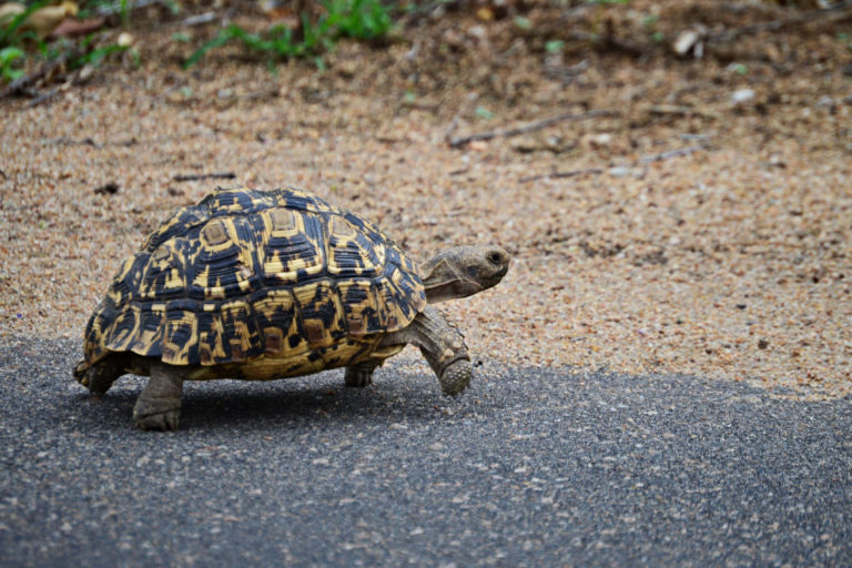 African Reptiles List, Pictures & Facts: Amazing Reptiles Of Africa