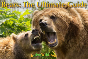 Bear Facts: The Ultimate Guide To Bears for Kids & Adults