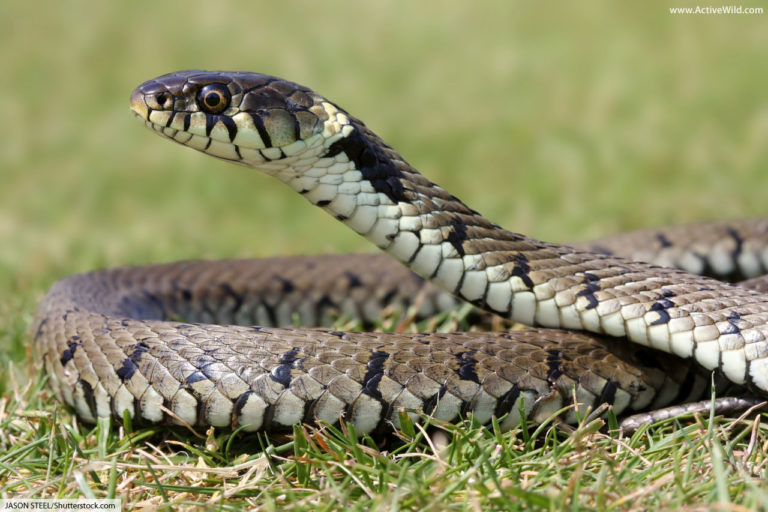 British Reptiles List, Pictures & Facts: Includes Every Reptile In The UK